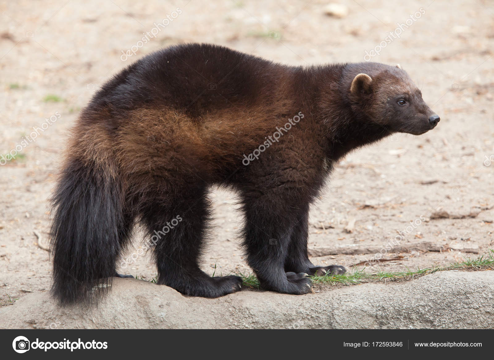 Wolverine standing on sand — Stock Photo © wrangel #172593846