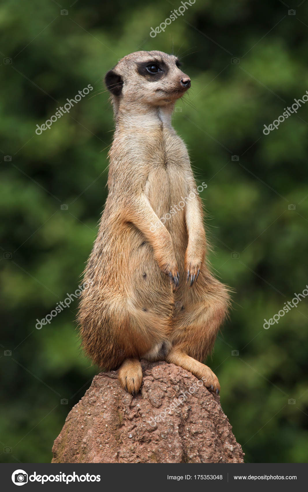 Suricata (suricata suricatta): fotografía de stock © wrangel #175353048 ...