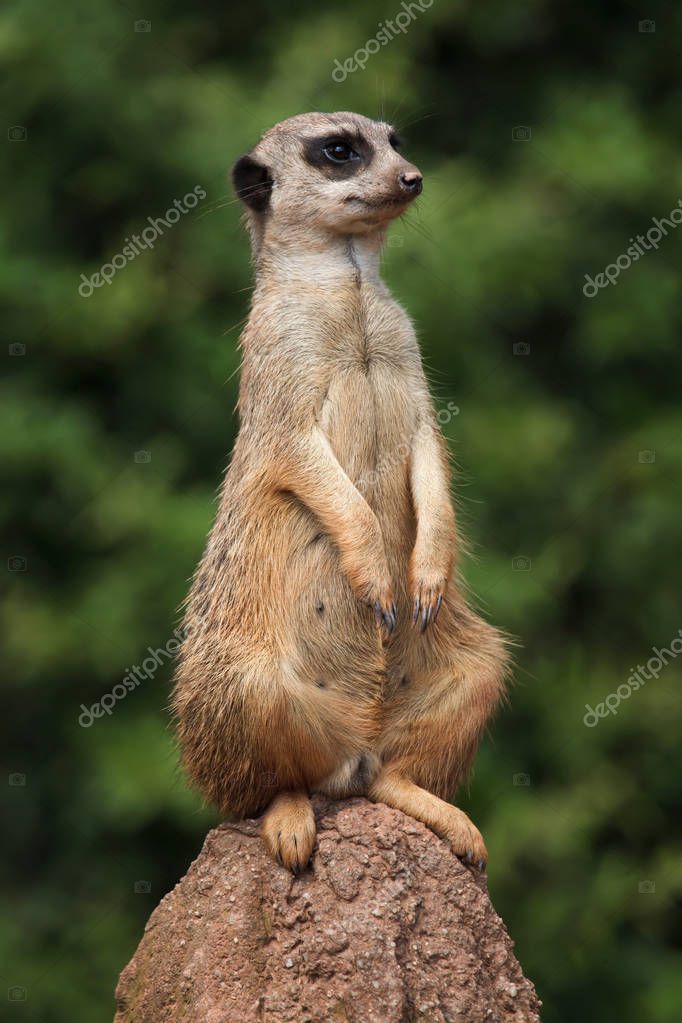 Suricata (suricata suricatta) — Foto de stock © wrangel #175353048