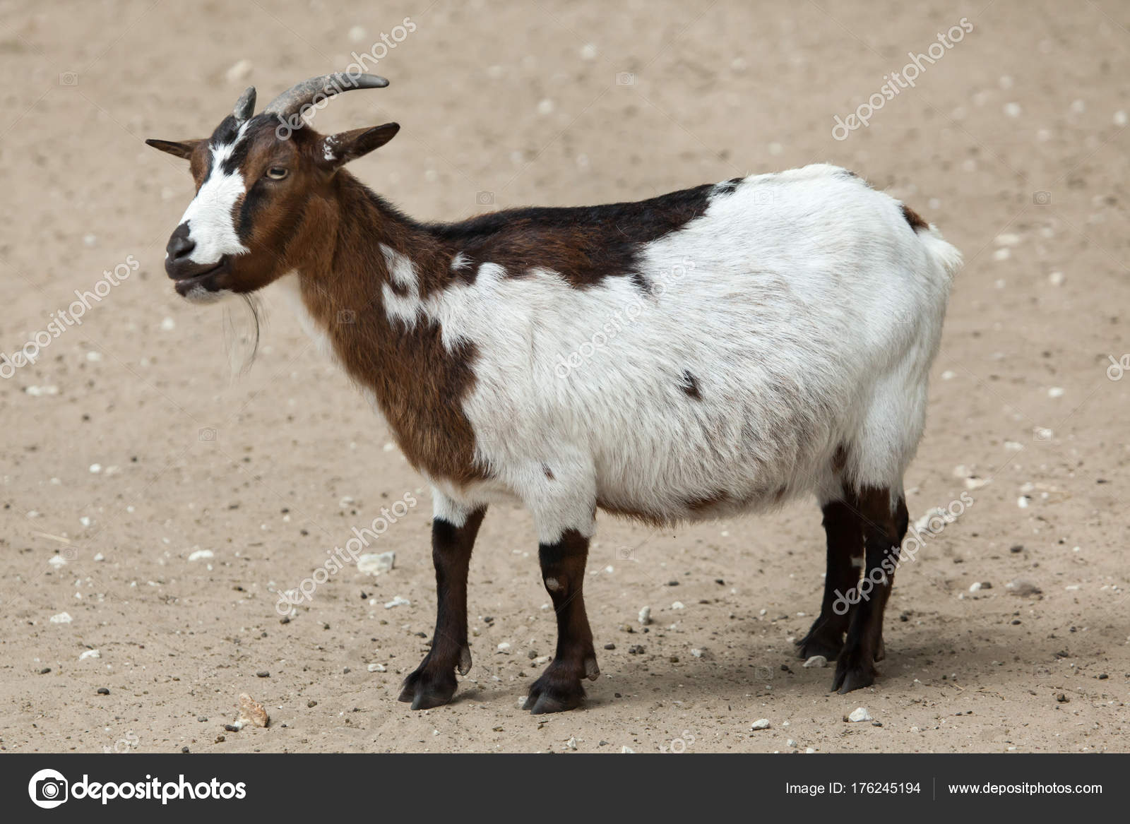 Domestic Goat Capra Aegagrus Hircus Farm Animal Stock Photo by ©wrangel ...