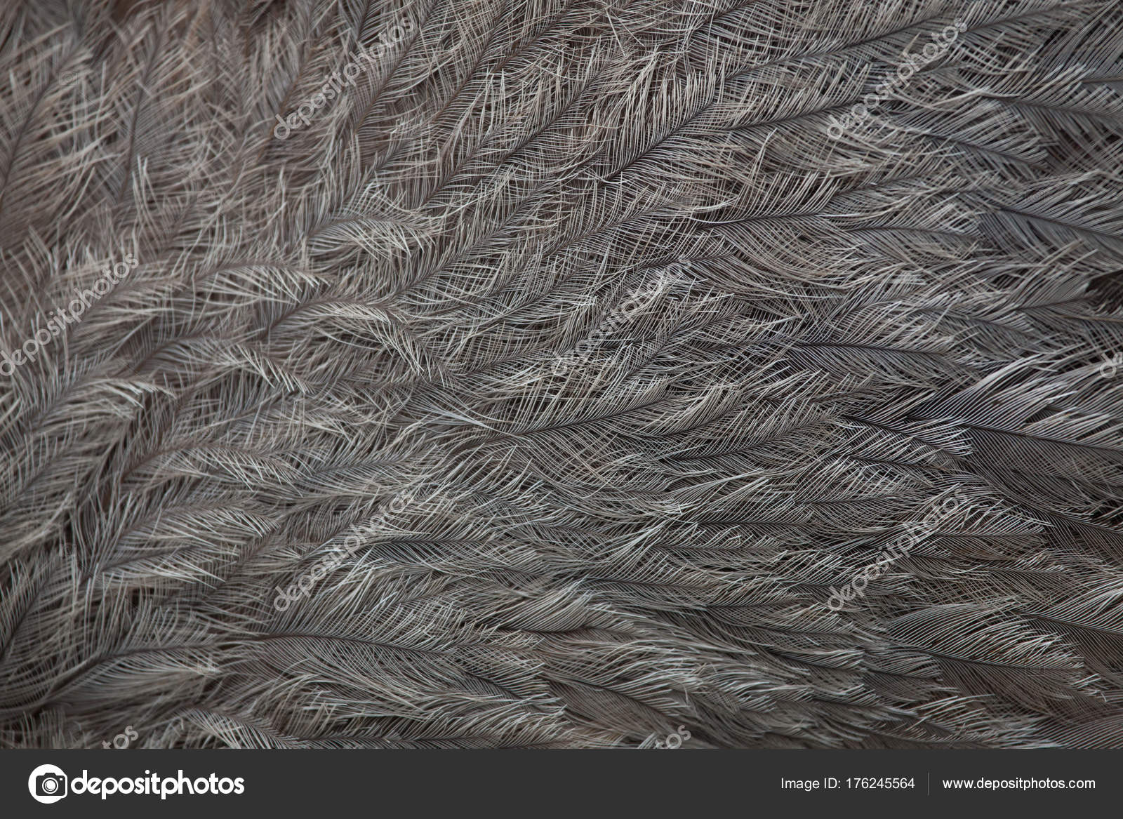 Greater rhea plumage texture Stock Photo by ©wrangel 176245564