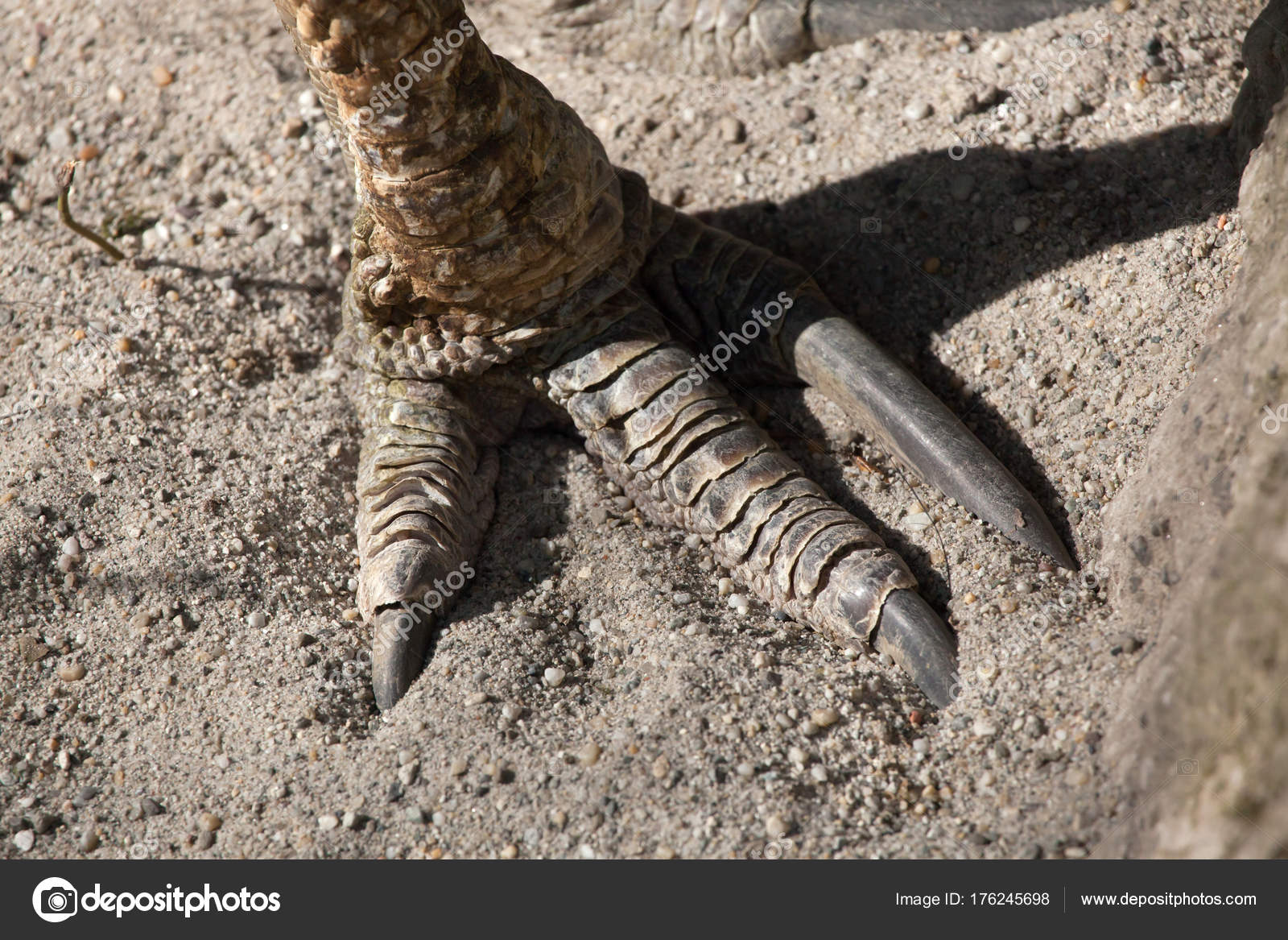 Southern Cassowary Casuarius Casuarius Also Known Double Wattled ...