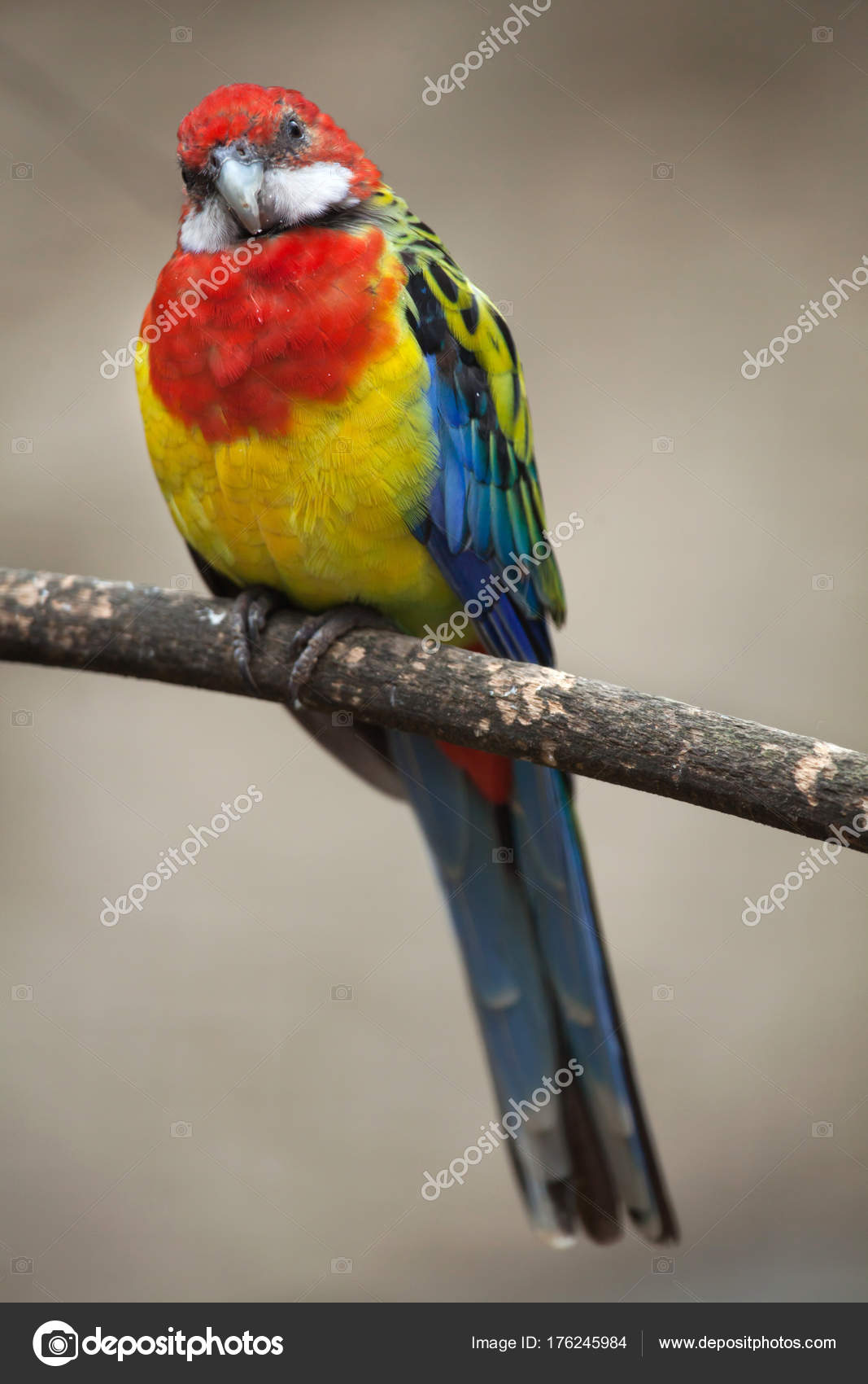 Eastern rosella bird Stock Photo by ©wrangel 176245984