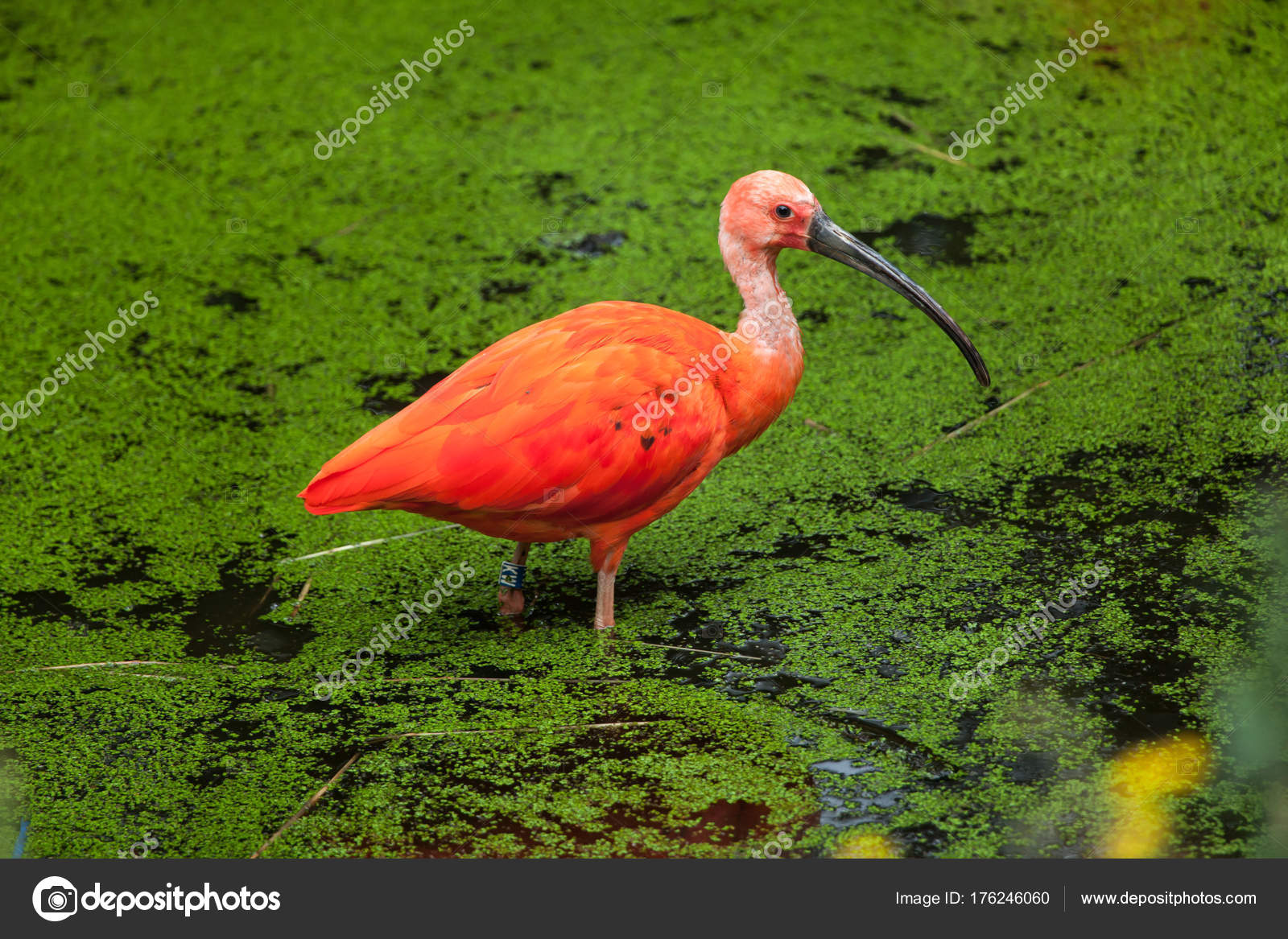 Scarlet Ibis Eudocimus Ruber Wildlife Animal Stock Photo by ©wrangel ...