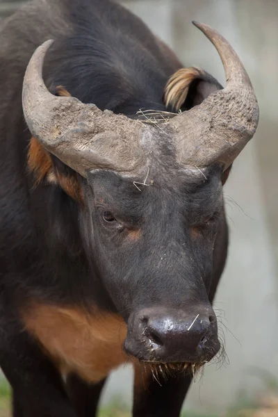 Red forest buffalo Pictures, Red forest buffalo Stock Photos & Images ...