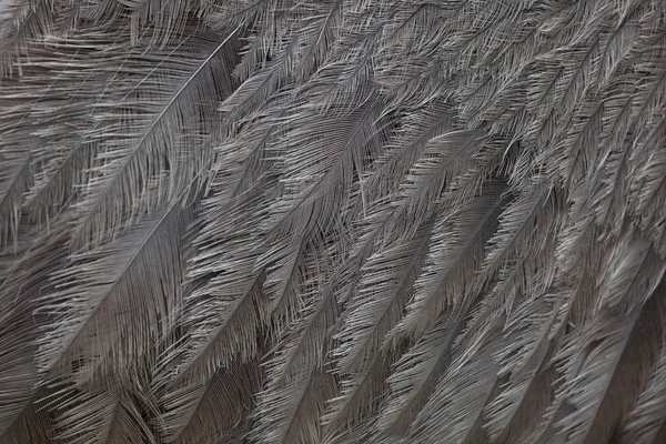 Greater rhea plumage texture Stock Photo by ©wrangel 176245564