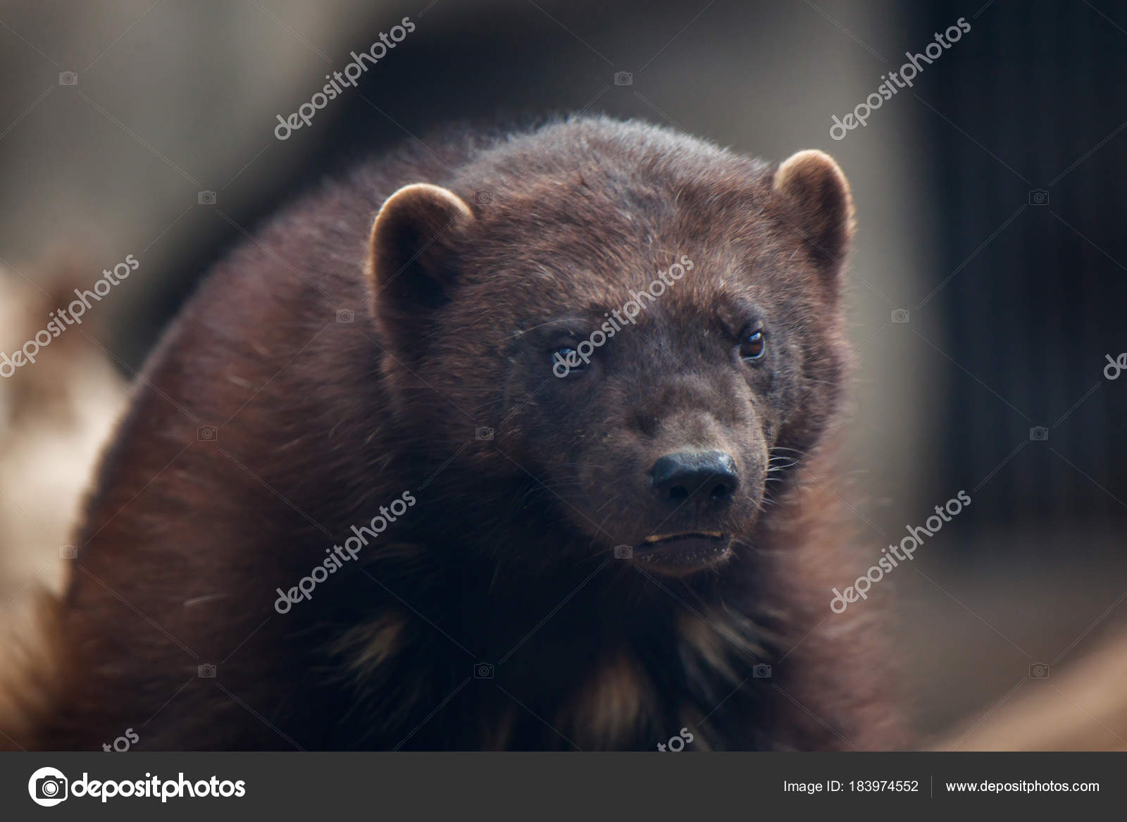 Wolverine Also Known Glutton — Stock Photo © wrangel #183974552