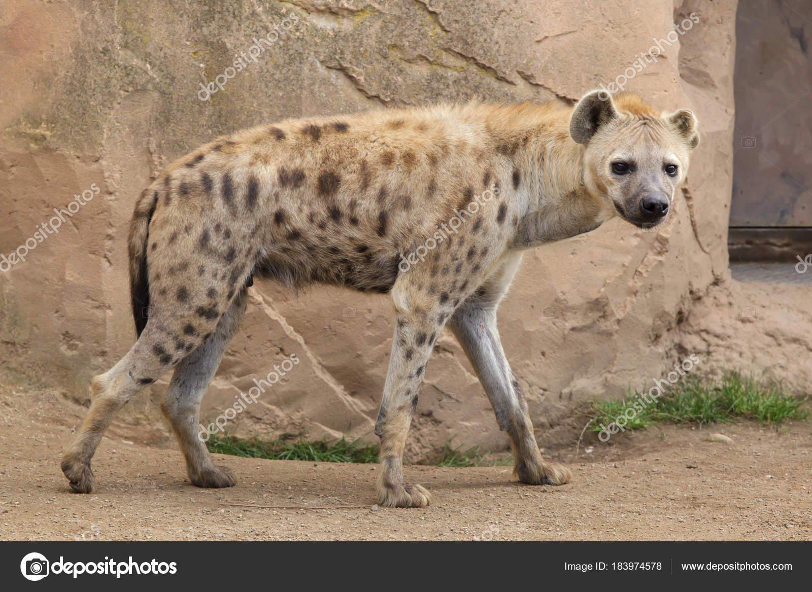 Hiena Manchada También Conocida Como Hiena Riéndose — Foto de stock ...