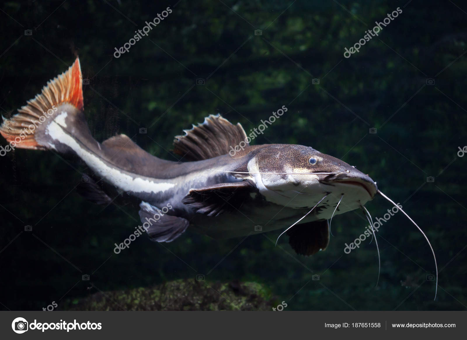 Close Freshwater Red Tail Catfish Swimming — Stock Photo © wrangel ...