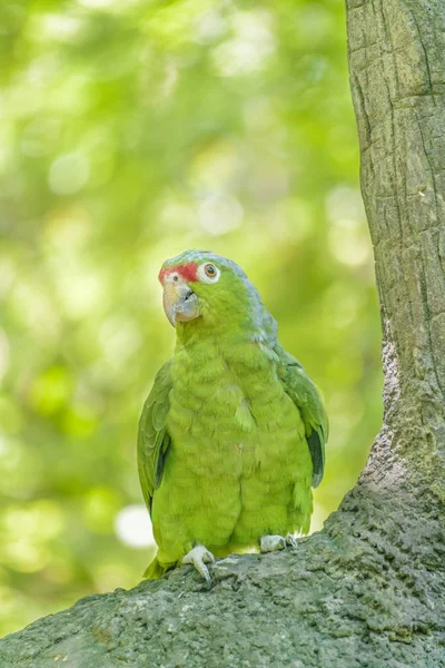 Ecuadorian Parrots at Zoo, Guayaquil, Ecuador Stock Photo by ...