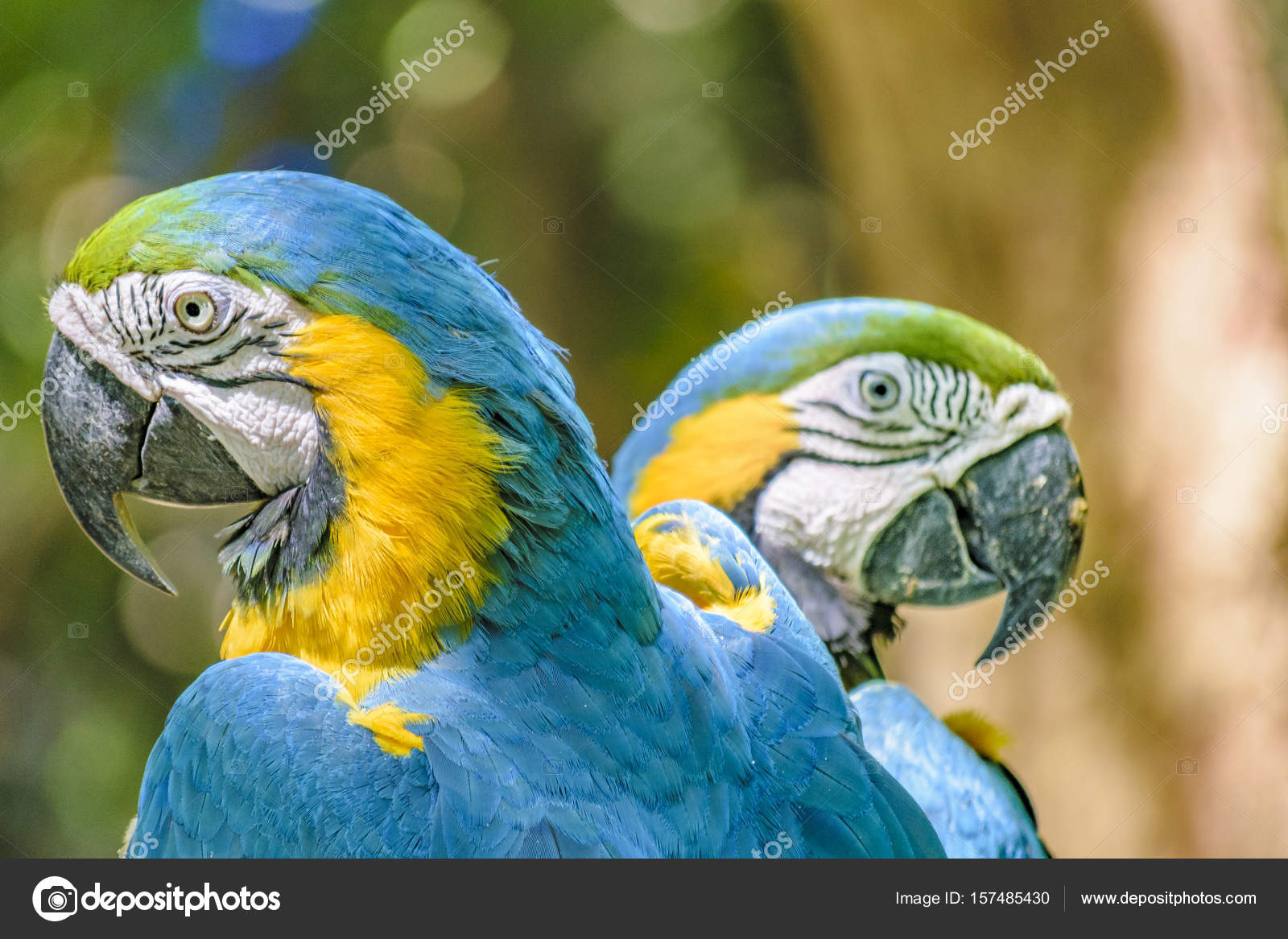 Ecuadorian Parrots at Zoo, Guayaquil, Ecuador Stock Photo by ...