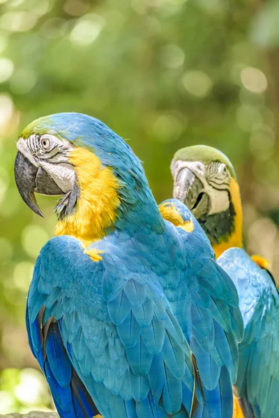 Ecuadorian Parrots at Zoo, Guayaquil, Ecuador Stock Photo by ...