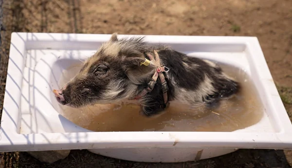 Funny animals in the pool — Stock Photo © tolokonov #3667769