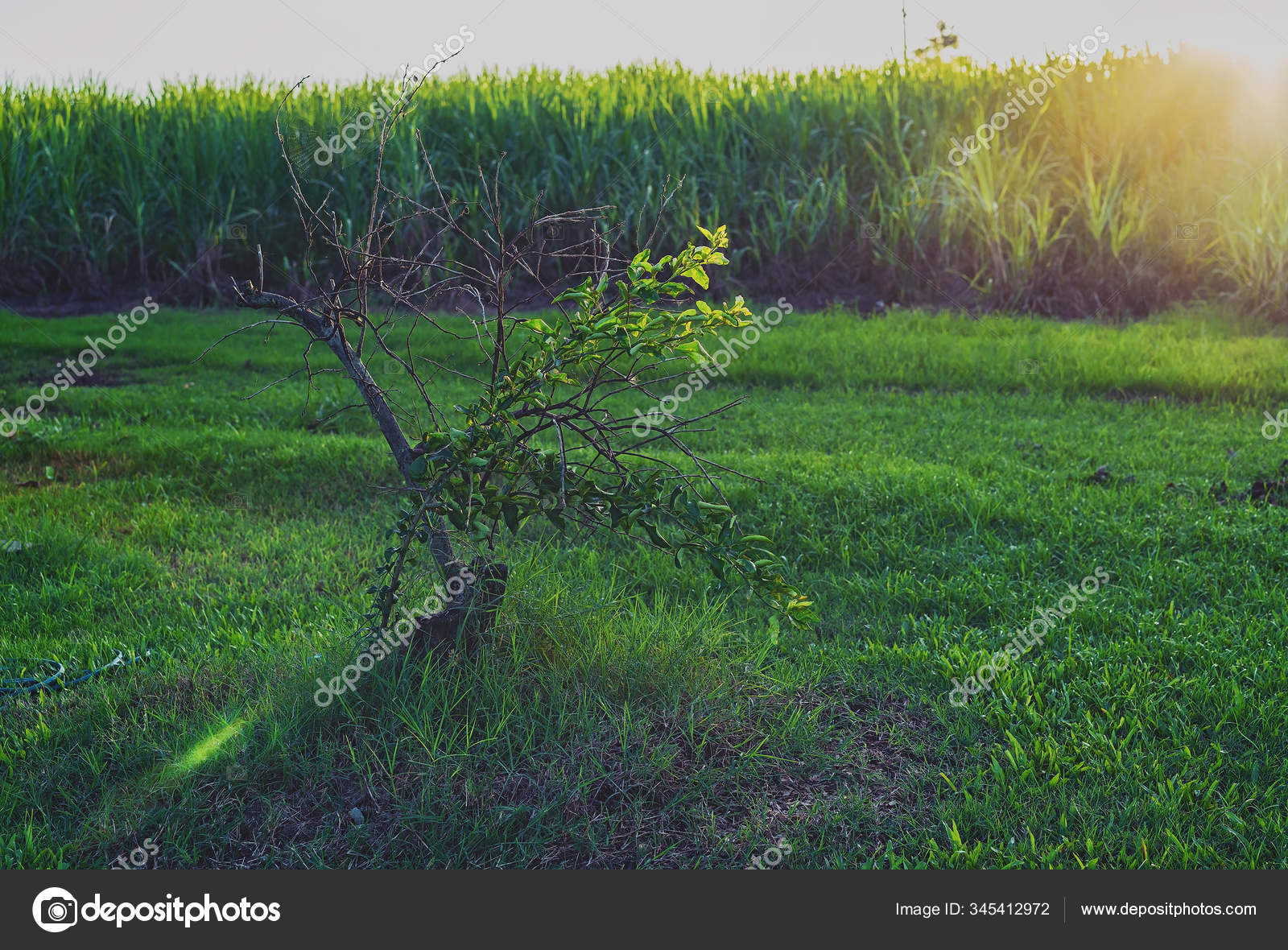 Dying Lime Fruit Tree Stock Photo by ©jacksonstockphotography 345412972