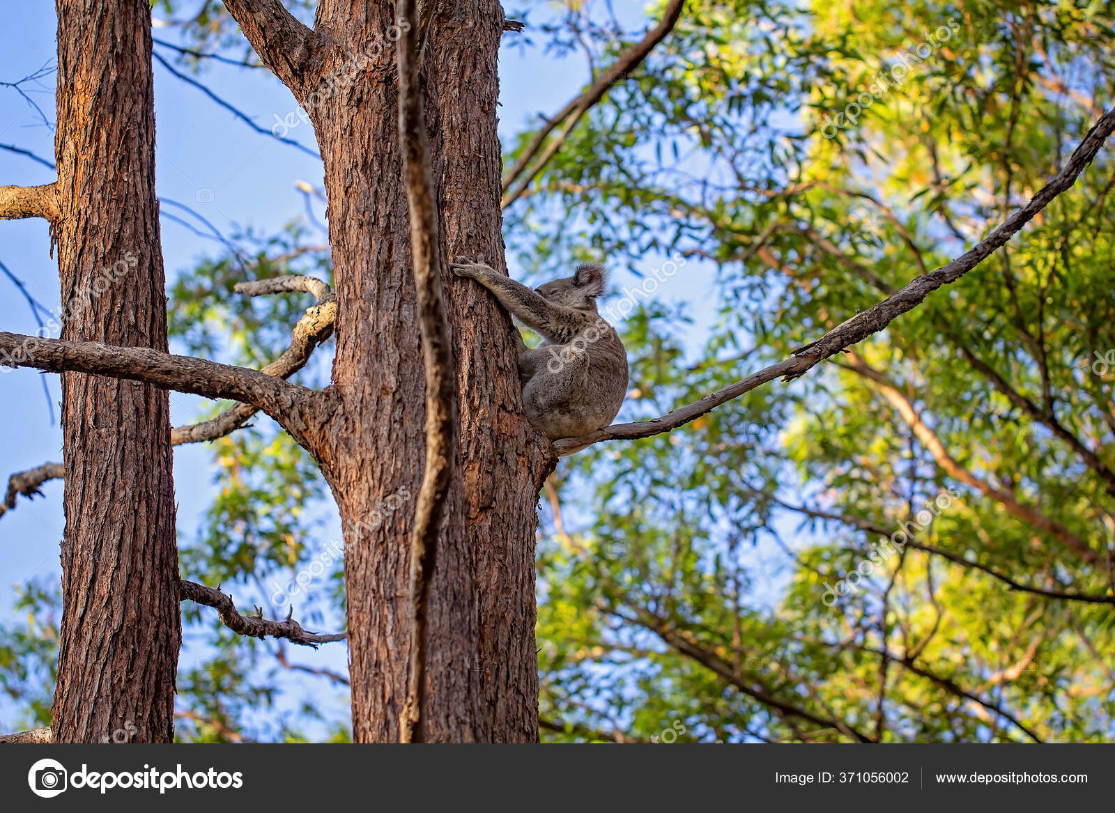Australian Koala Sitting Branch Tree His Native Environment Eucalyptus ...