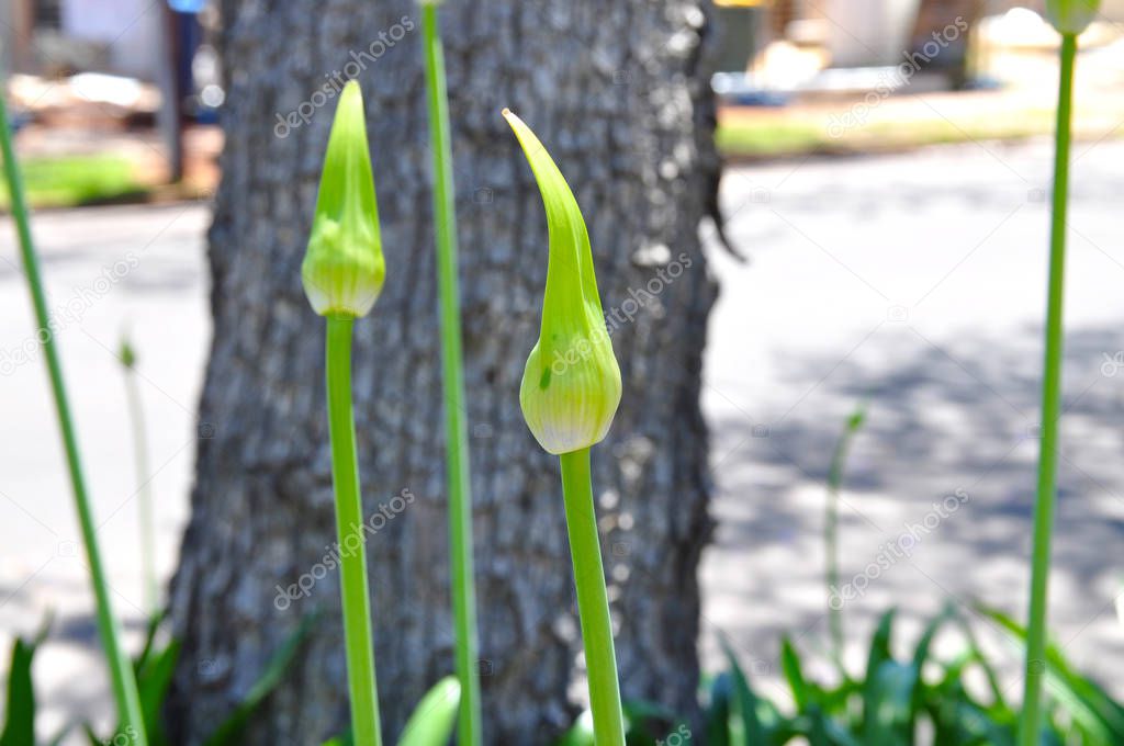 Lirio del Nilo, también llamada flor de lirio azul africano, en color ...