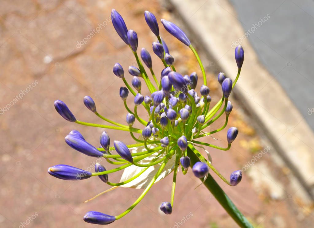 Lirio del Nilo, también llamada flor de lirio azul africano, en color ...