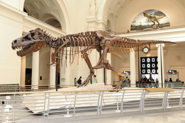 Tyrannosaurus Rex Sue at Field Museum in Chicago – Stock Editorial ...