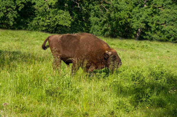 Bison comer grama Stock Photos, Royalty Free Bison comer grama Images ...