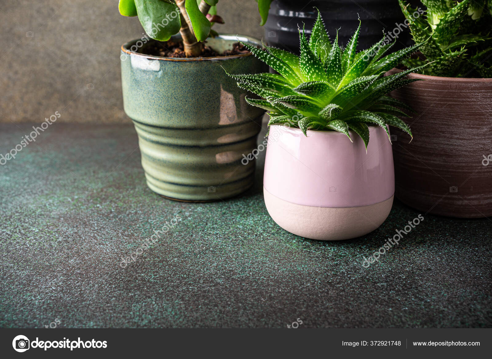 Collection of various succulent plants — Stock Photo © IMelnyk #372921748