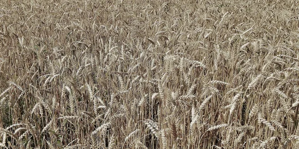 Georgia wheat Stock Photos, Royalty Free Georgia wheat Images ...