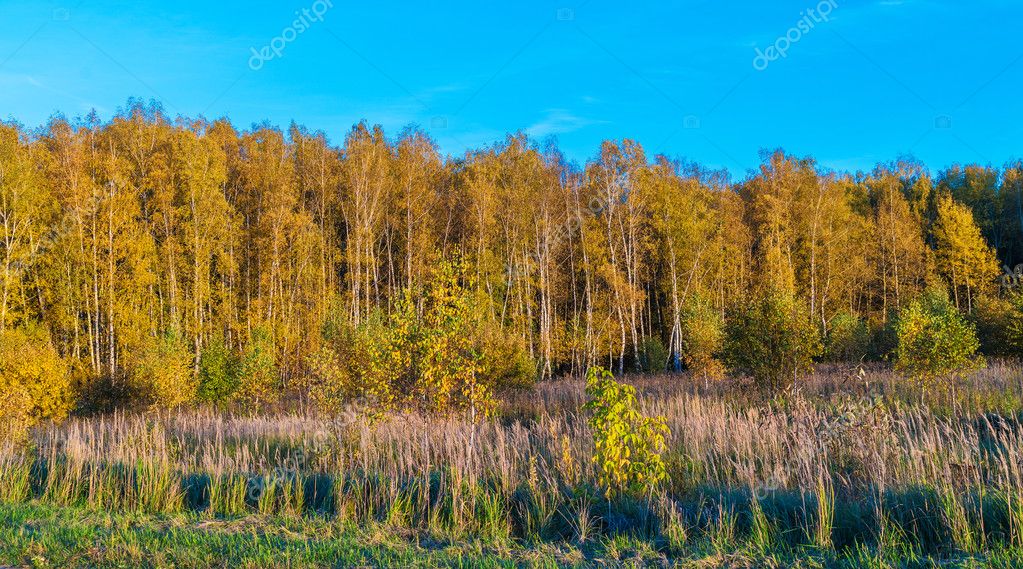 Yellow birches in the autumn forest — Stock Photo © Rostislavv #125953642