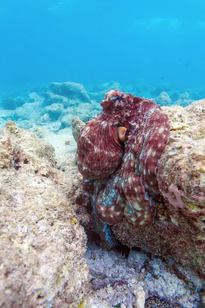 Octopus croatia Stock Photos, Royalty Free Octopus croatia Images ...