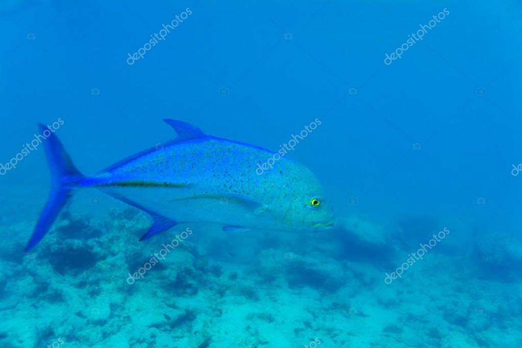Aleta azul trevalmente (Caranx melampygus) en el agua del océano ...