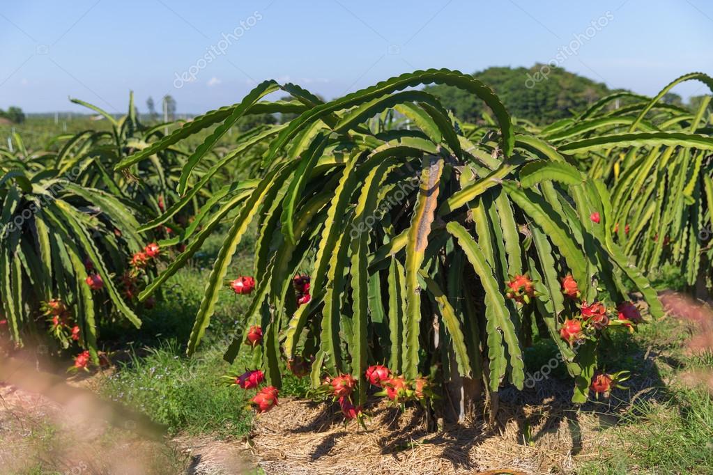 Dragon fruit or Pitaya Pitahaya plantation in Thailand Hylocer — Stock ...