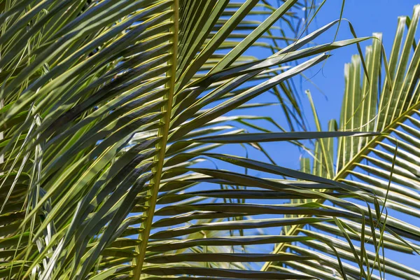 Perfect green palm leaves in front of sky - Stock Image - Everypixel