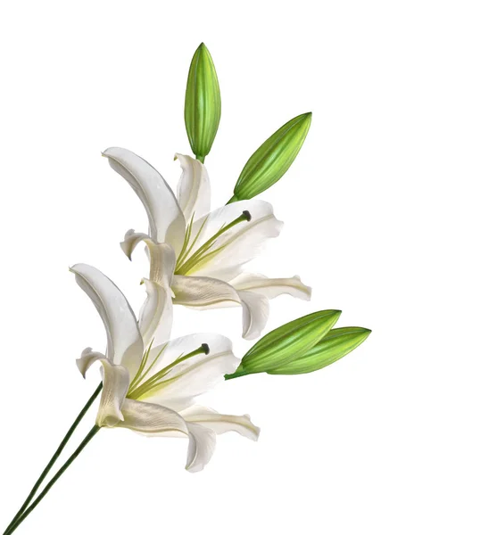 Easter lily background Stock Photos, Royalty Free Easter lily ...