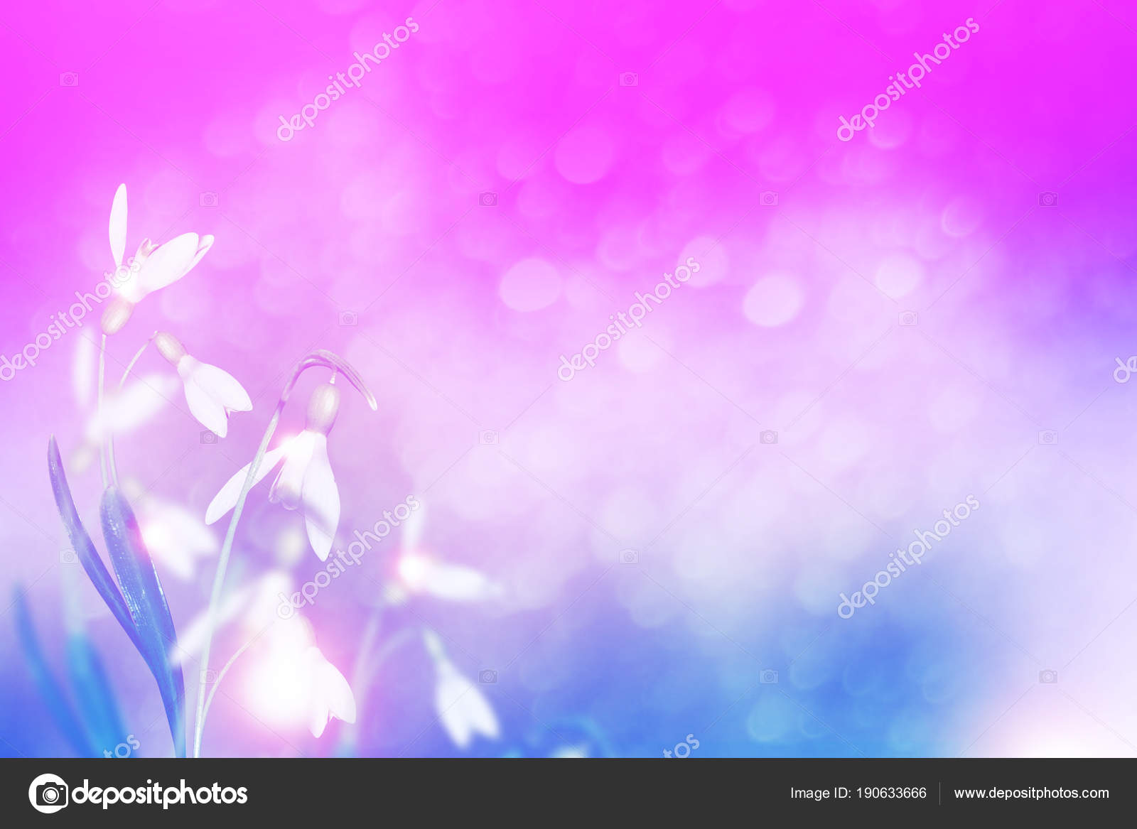 The first delicate spring flower snowdrop. — Stock Photo ...