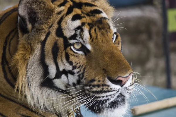 Beautiful striped tiger - Stock Image - Everypixel