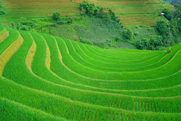 Beautiful terraced rice paddy field and mountain landscape in Mu ...