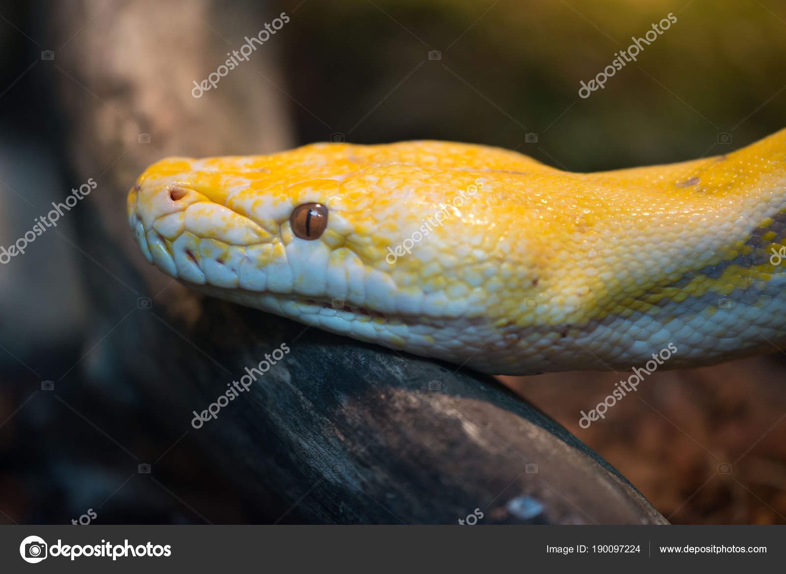 Reticulated python in a terrarium — Stock Photo © faabi #190097224