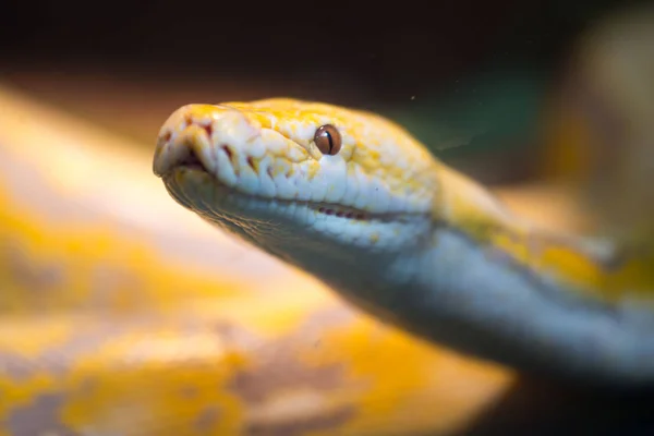 Reticulated python Stock Photos, Royalty Free Reticulated python Images ...