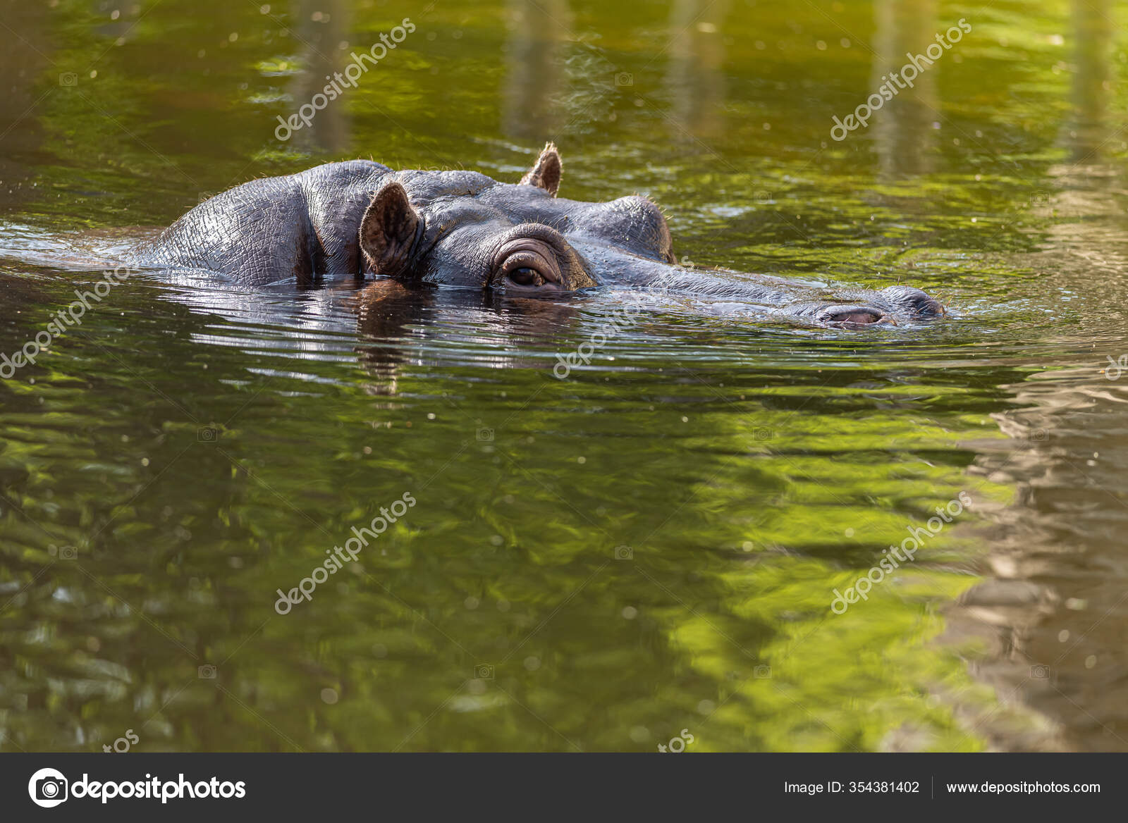 Snout Hippopotamus Surface Water Schonbrunner Zoo Vienna — Stock Photo ...