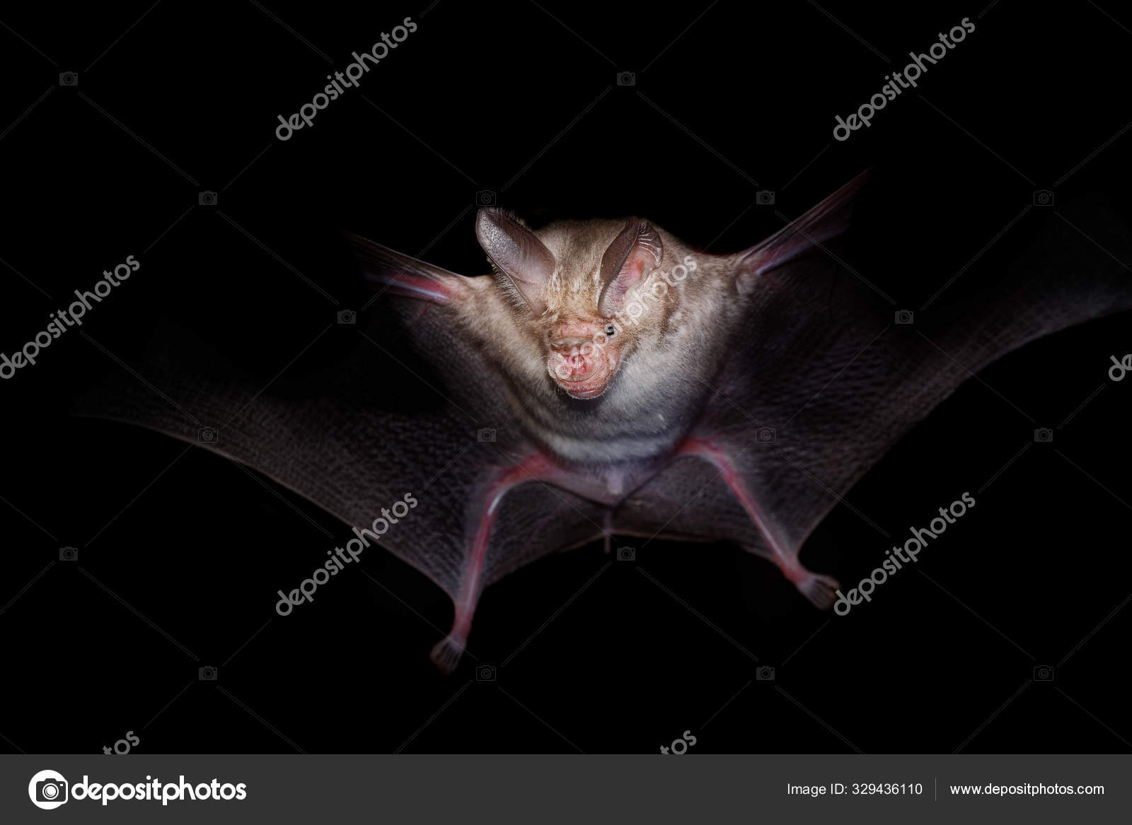 Trident bat or trident leaf-nosed bat - Asellia tridens species of bat ...