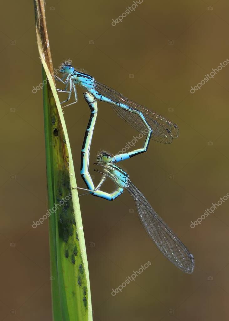 Damselfly de cola azul - Ischnura elegans o Agrion rubens o lamellata ...