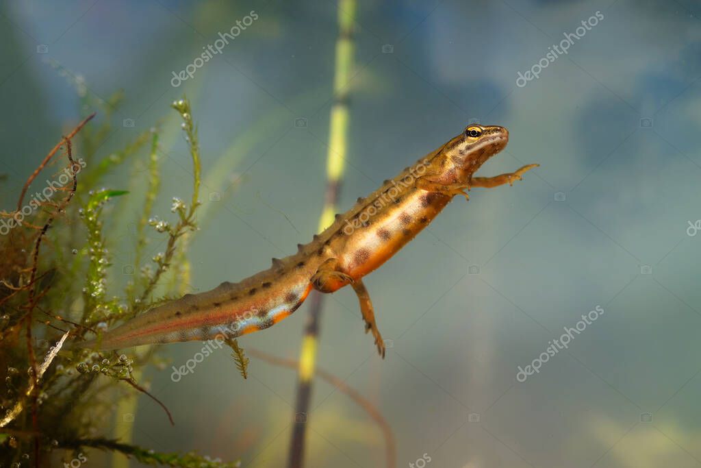 Smooth Newt - Lissotriton vulgaris o Triturus vulgaris capturados bajo ...