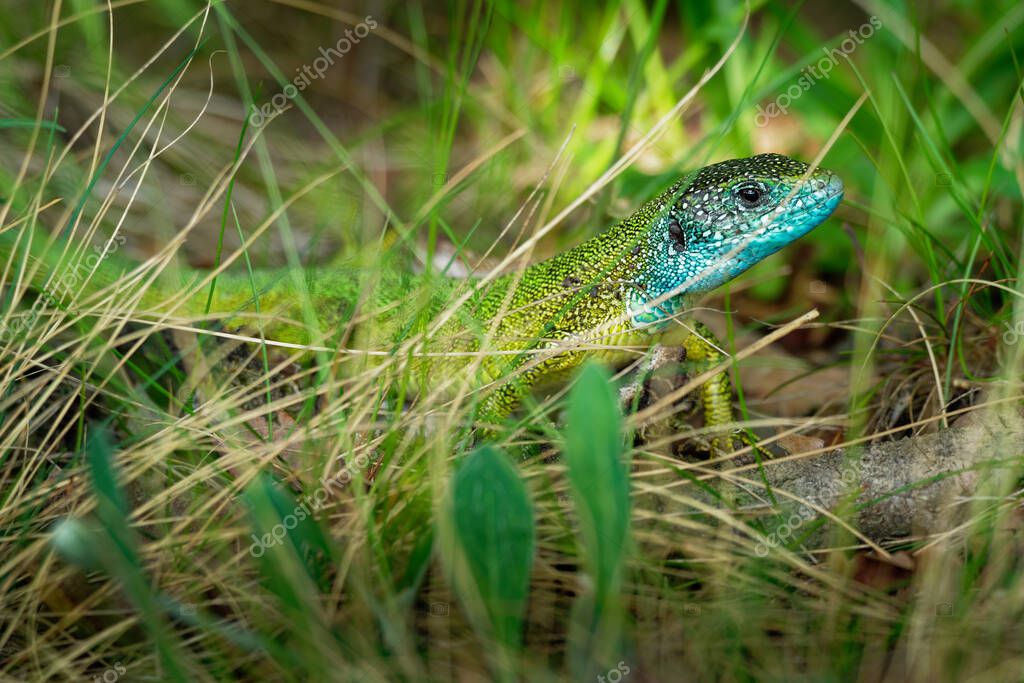 Lagarto Verde Europeo - Lacerta viridis - lagarto grande verde y azul ...