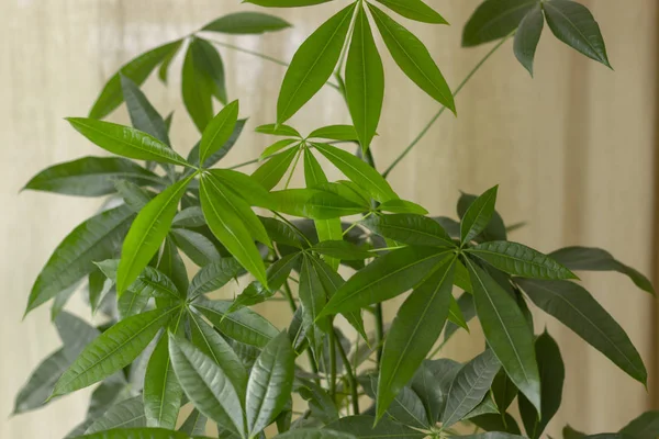 Pachira leaves Stock Photos, Royalty Free Pachira leaves Images ...