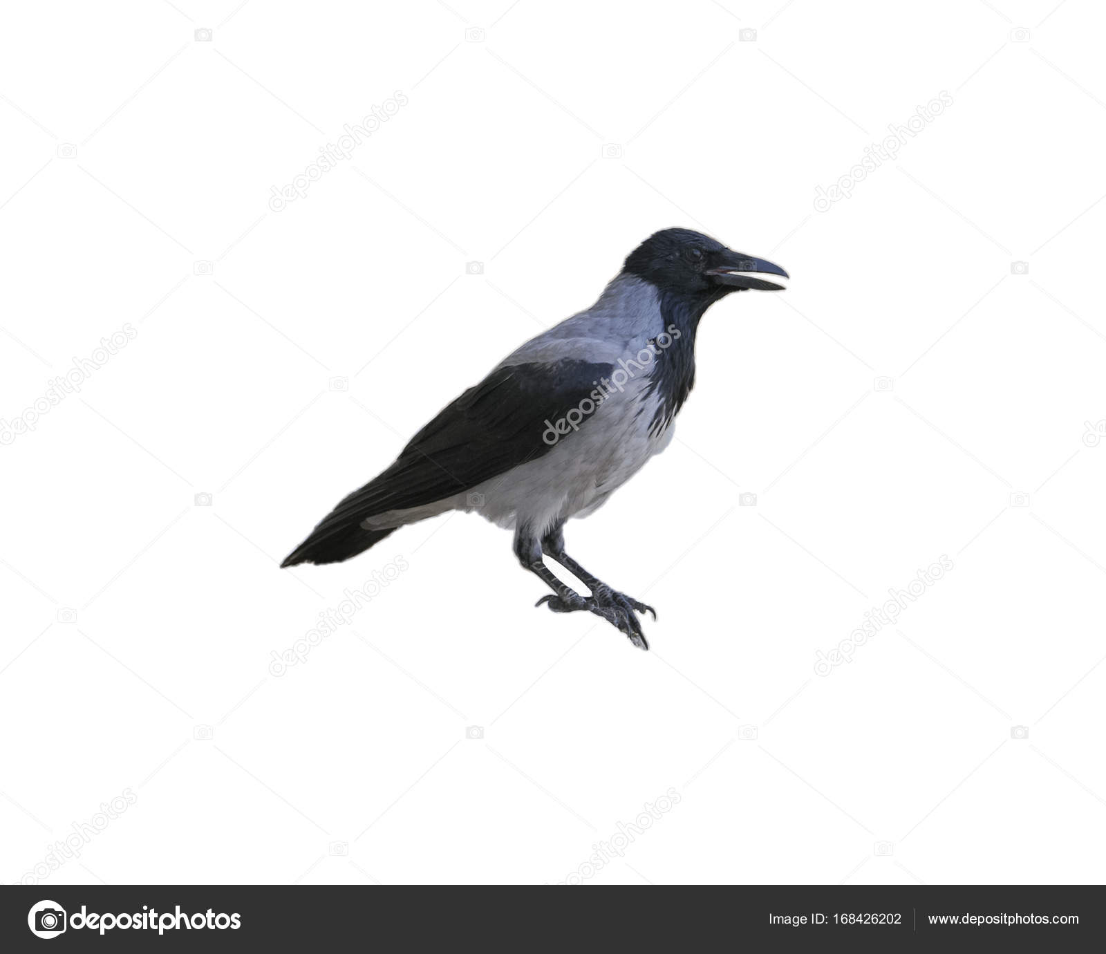 Crow isolated on white from side view — Stock Photo © Premium_shots ...