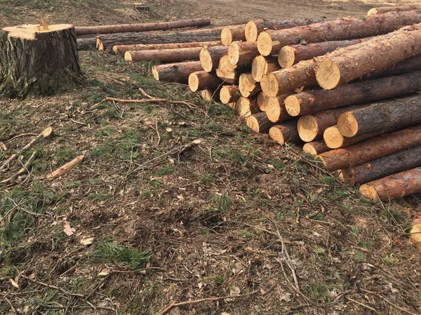 Ressources en bois Stock Photos, Royalty Free Ressources en bois Images ...