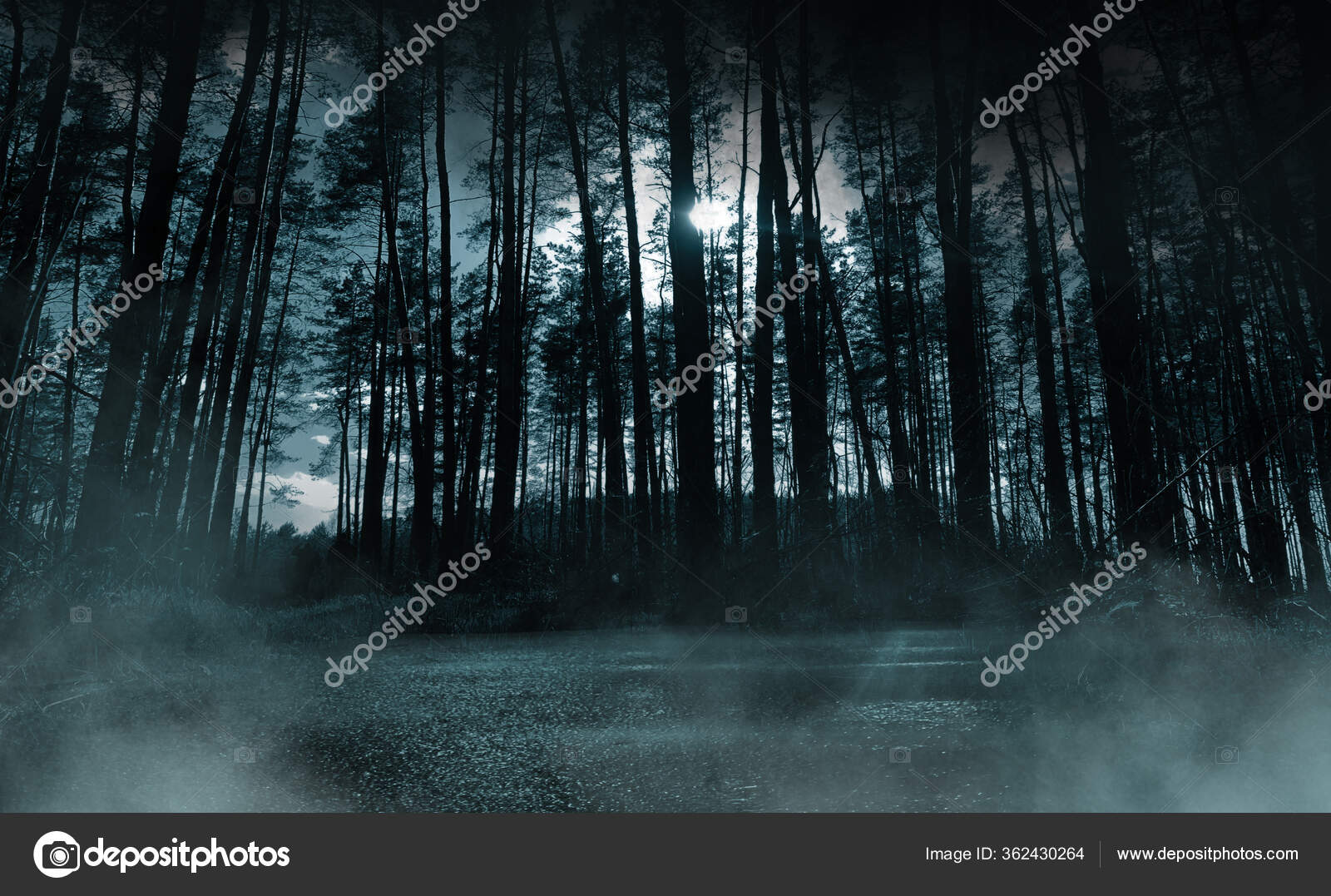 Moonlit Night Forest