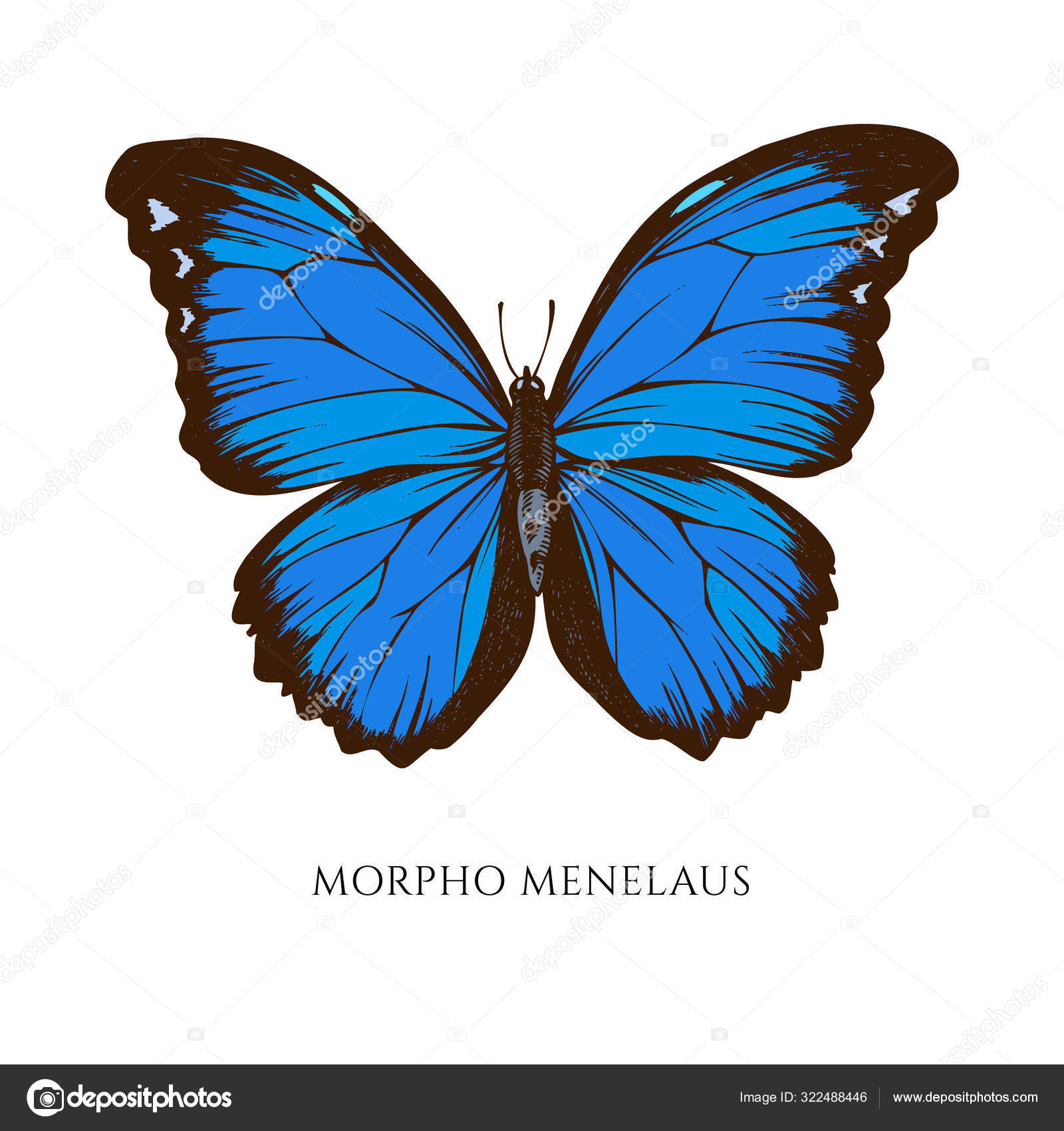Conjunto vetorial de morpho colorido desenhado à mão menelaus vetor(es ...