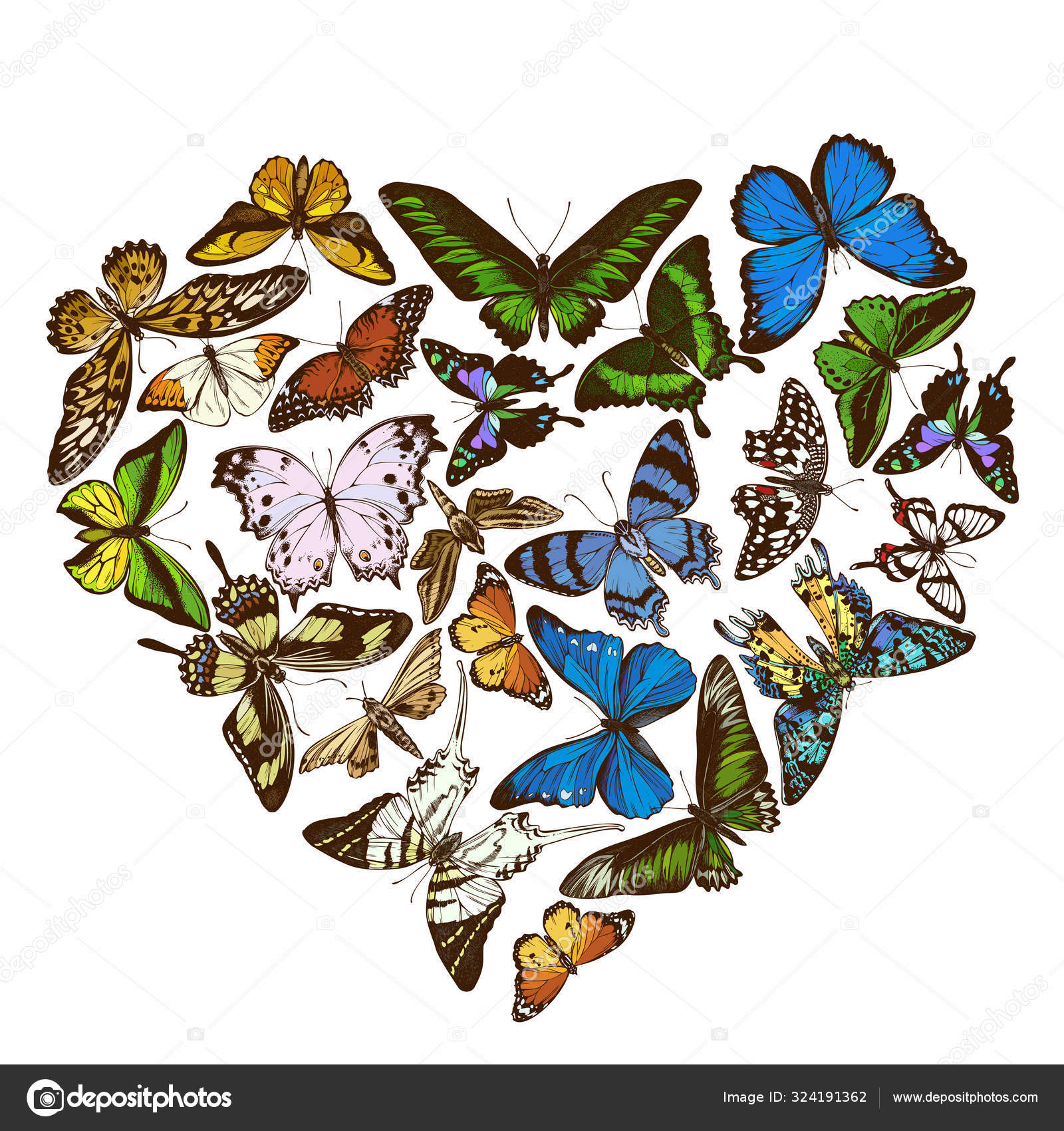 Heart Design Colored Morpho Menelaus Graphium Androcles Morpho Rhetenor ...