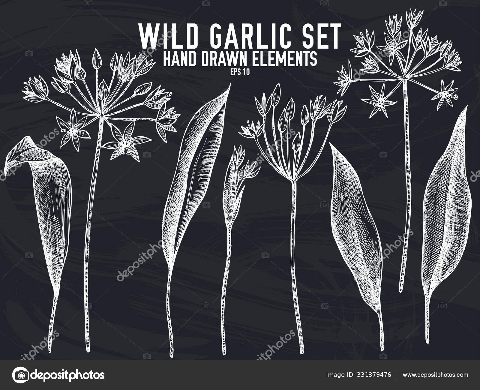 Vector collection of hand drawn chalk wild garlic Stock Vector Image by ...