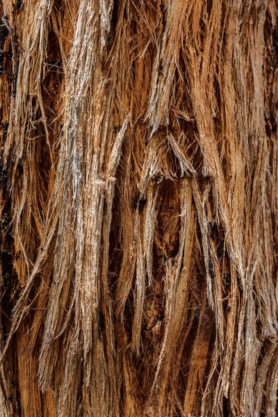 Stringy bark tree Stock Photos, Royalty Free Stringy bark tree Images ...