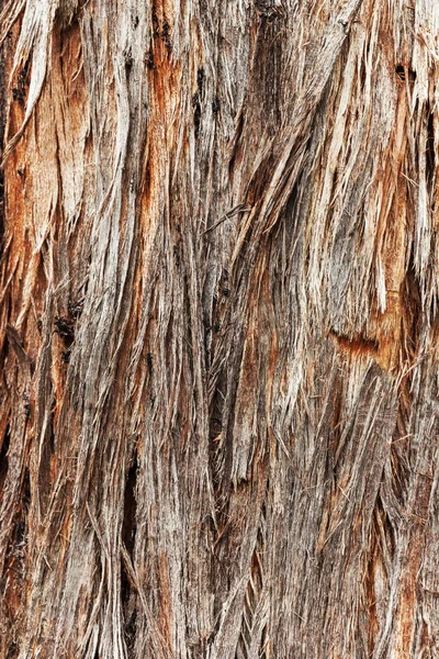 Stringy bark tree Stock Photos, Royalty Free Stringy bark tree Images ...